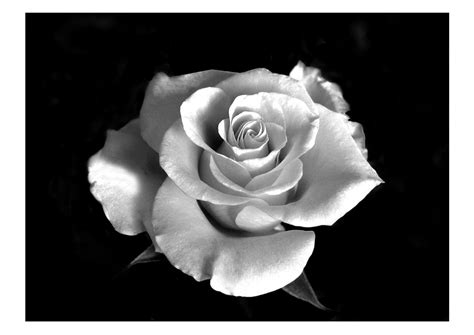 Плитка розы черно белая 48 фото