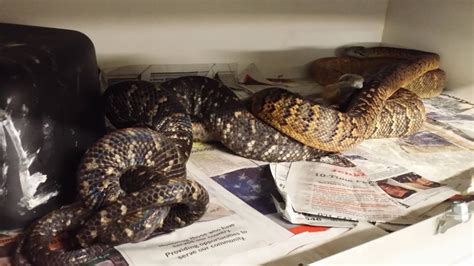 Chilabothrus Subflavus West Indian Boas
