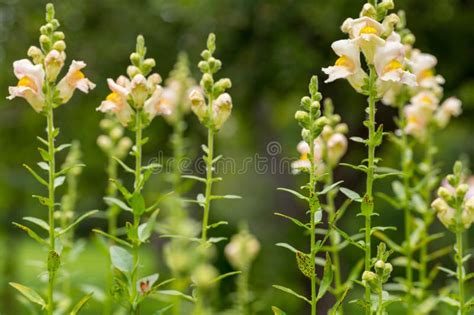 Antirrhinum Rust The Most Serious Disease Of Snapdragons It Is A