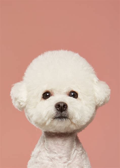 부천 강아지 증명사진 젊은사진관에서 견생샷 ♪ 네이버 블로그