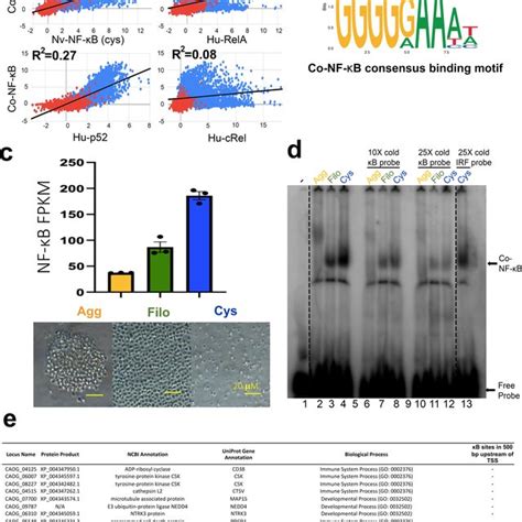 Dna Binding Subcellular Localization And Transcriptional Activation