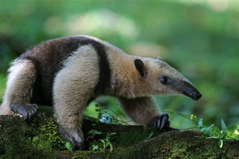 🐻 Oso Hormiguero Características Y Curiosidades Animales Salvajes