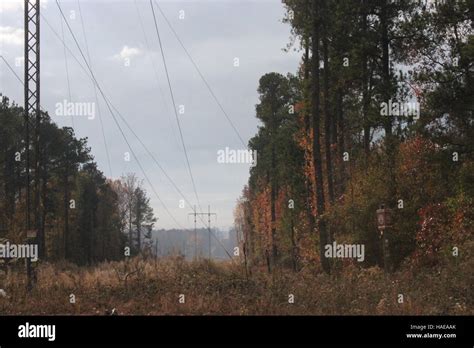 Power Lines In Between Trees Stock Photo Alamy
