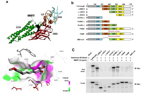 Mmpp Directly Binds To The Dbd Of Stat3 A Docking Model Of Mmpp With