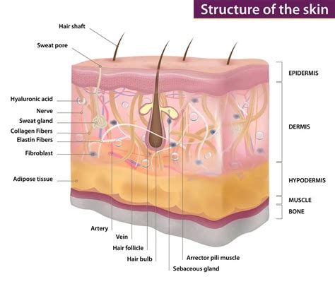 How To Tighten Skin After Weight Loss Naturally Effective Solutions
