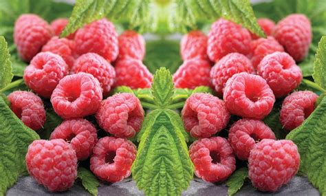 Three Canes Of Raspberry Polka Groupon Goods