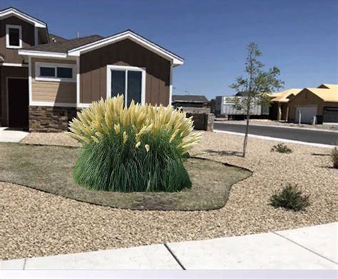 Pampas Grass Front Garden Fasci Garden
