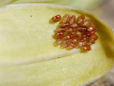 Milkweed Bug Eggs 222 G Growing With Science Blog