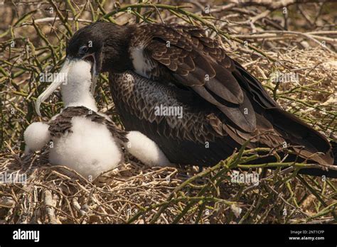 Female Magnificent Frigatebird Feeding Its Newly Hatched Chick Stock Photo Alamy