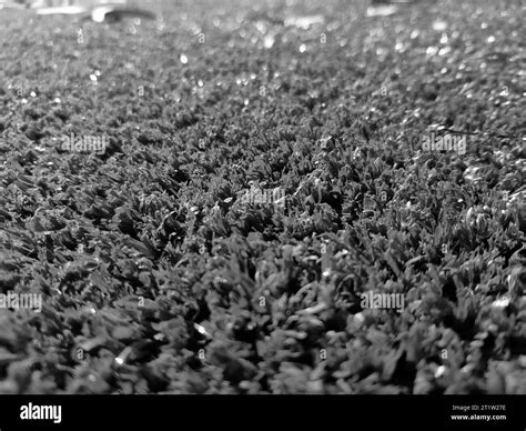 Black And White Grass Background Close View Grayscale Grass Photo