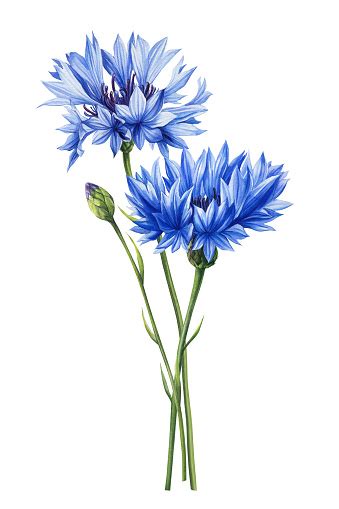 青い野花白い背景にヤグルマギクの花の美しい花束水彩植物画 ヤグルマギクのベクターアート素材や画像を多数ご用意 ヤグルマギク