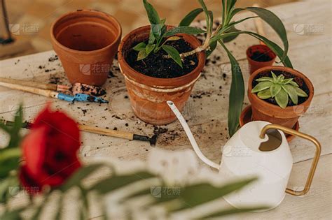 陶瓦花盆室内植物和园艺工具在家里的桌子上家庭园艺的概念