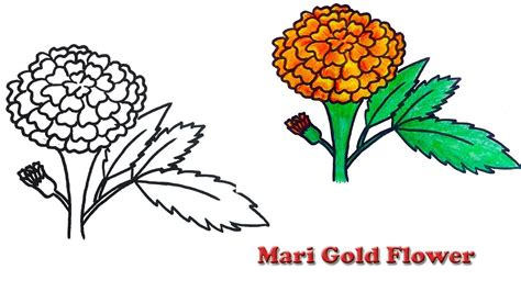 How To Draw Marigold Flower Marigold Flower Drawing 49 OFF