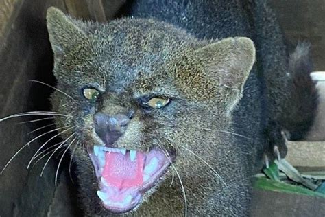 Gato mourisco é capturado dentro de casa no Paraná GMC Online