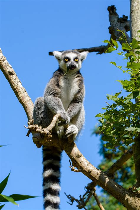 Lemur Mathias Appel Flickr