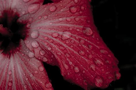 Premium Photo Close Up Of Wet Pink Rose Premium Photo Close Up Of Wet Pink Rose