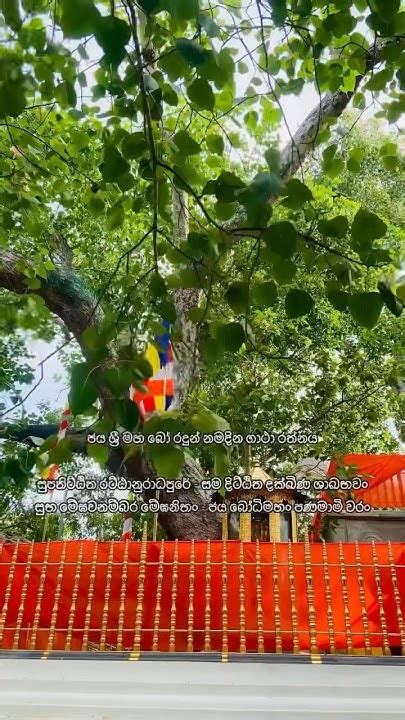 කලු බන්ඩාර දෙවිදුගේ රැකවරනය අදටත් සැලසෙන ජය ශ්‍රී මහා බෝධීන් වහන්සේ