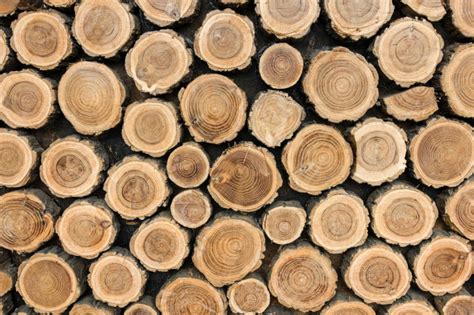 Interesting Facts About Wood Published Articles Travel Blog