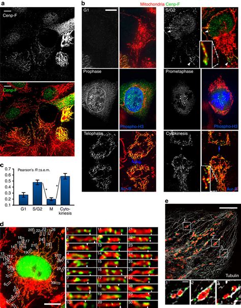 Cenp F Localizes To Mitochondria In A Cell Cycle Dependent Manner In Download Scientific