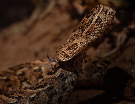 Pofadder Bram Van Lier Flickr