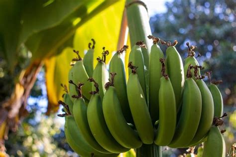 9 Recursos Naturales Del Ecuador ¡ejemplos Explicados