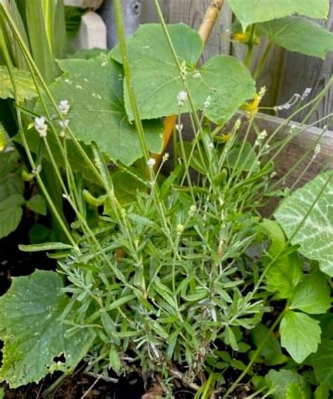Errores Al Cultivar Lavanda Que Podr An Da Ar Seriamente Tu Planta