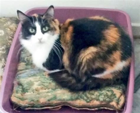 𝕳𝖔𝖗𝖗𝖔𝖗 𝖔𝖋 𝕾𝖕𝖆𝖙𝖚𝖑𝖆 on Twitter RT CatofAthens Ειμαι γατα ντροπαλη