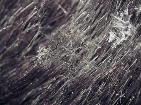 Snowflake Beautifull On The Grey Background Stock Image Image Of