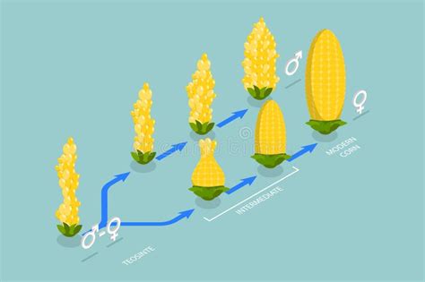 Mendel Stock Illustrations 84 Mendel Stock Illustrations Vectors And Clipart Dreamstime Mendel Stock Illustrations 84 Mendel Stock Illustrations Vectors And Clipart Dreamstime