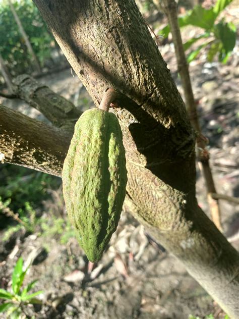 Cacao Classification Dataset By Moises Arias
