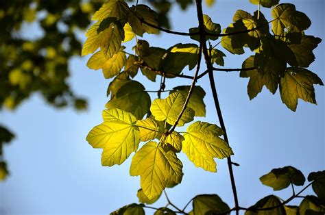 叶 光 自然 Pixabay上的免费照片 Pixabay