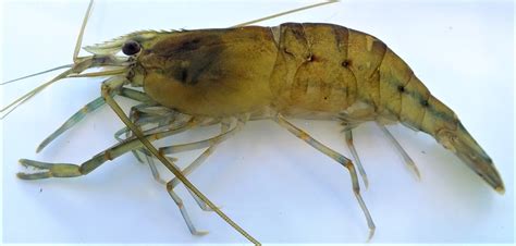 Macrobrachium Lepidactylus Hilgendorf 1879