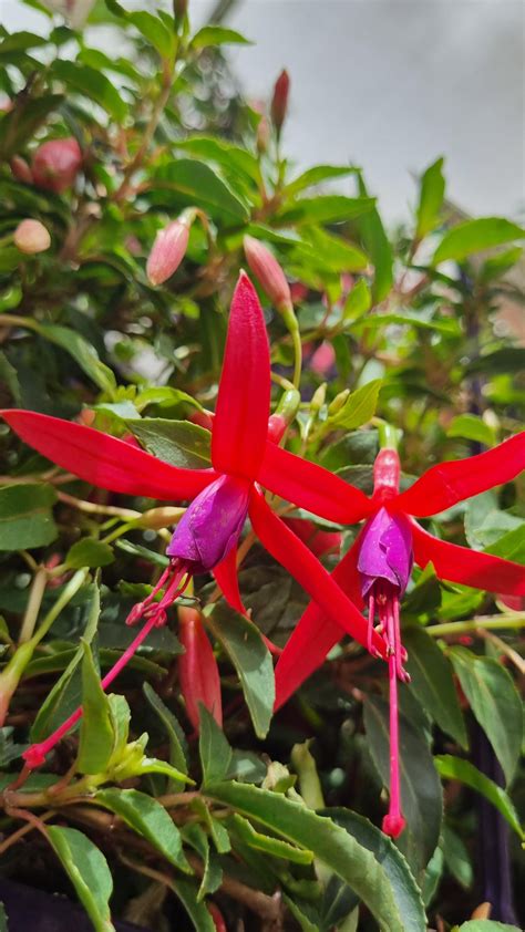 Fuchsia Happy Bells Flirtatious 140mm Avalon Nursery