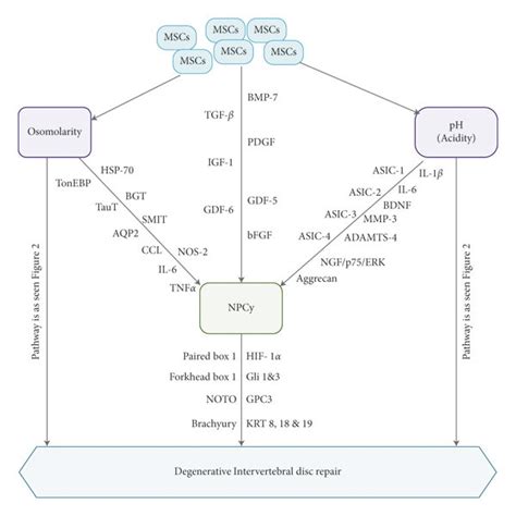 Illustration Showing The Pathway Via Which Mscs Influence Npcy At The