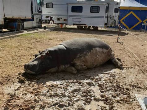 Animal Abuse Circus