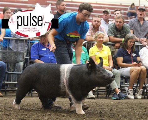 Nebraska State Fair 4 H Market Hogs The Pulse