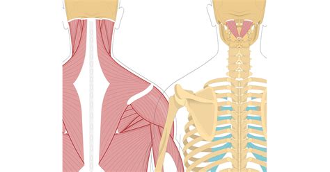 Rectus Capitis Posterior Major Trigger Point
