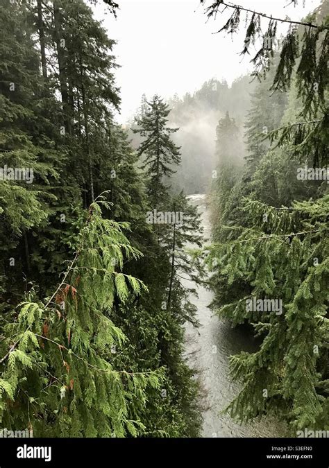 Trees In The Mist Stock Photo Alamy Trees In The Mist Stock Photo Alamy