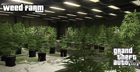 Gta Online Weed Farm The Full Guide To Make Money Esportslatest