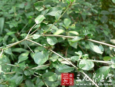 白马骨 白马骨的别名 白马骨的效与图片 第9页 大山谷图库