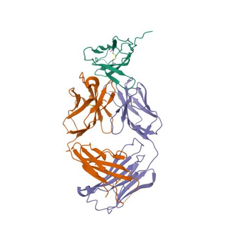 Rcsb Pdb 7y1b 3 2 Angstrom Cryo Em Structure Of Extracellular Region Of Mouse Basigin 2 In