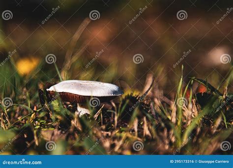 Fungi Or Fungi Are A Kingdom Of Eukaryotic Unicellular And