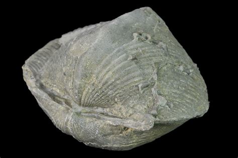 2 05 Pyrite Replaced Brachiopod Paraspirifer Fossil Ohio 135575