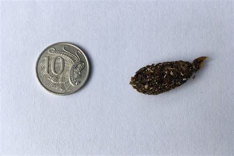 Carpet Snake Poo Pictures Carpet Vidalondon