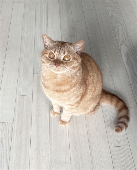 세상에서 제일 귀여운 고양이💛 R Beauty Un