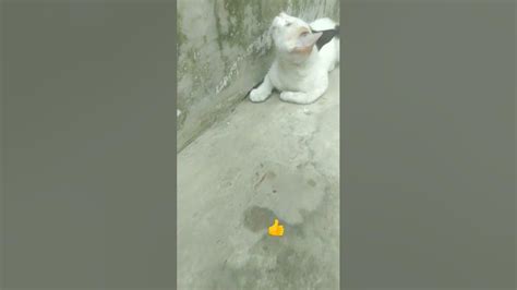 বিলাই মেও। কার বাড়িতে যাও Foryou Funny Viralvideo Catlover