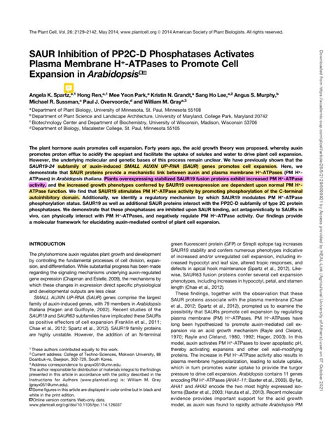 Saur Inhibition Of Pp2c D Phosphatases Activates Plasma Membrane H Atpases To Promote Cell