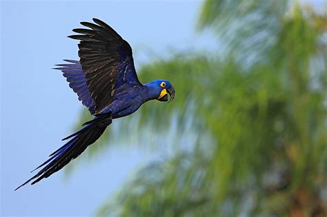 Pantanal Brazil Worldatlas