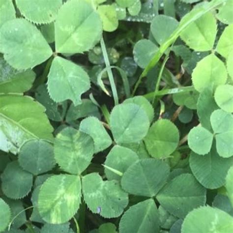 Tespit Object Detection Dataset And Pre Trained Model By Deep Learning