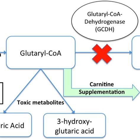 Lysinehydroxylysinetryptophan Metabolic Pathway Simplified